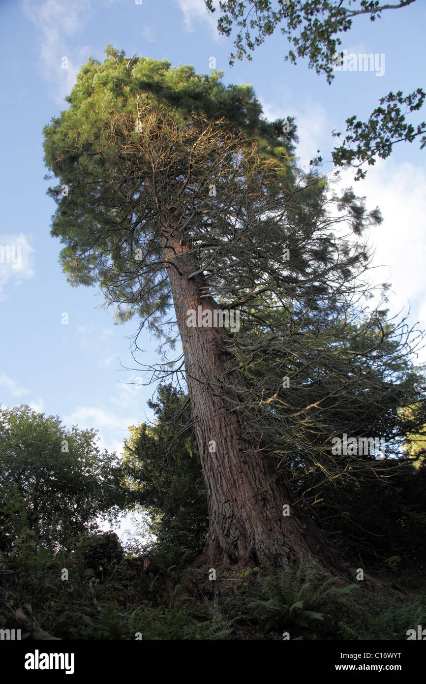 Giant Redwood tree on the Black Isle, Scotland, September 2010 Stock ...