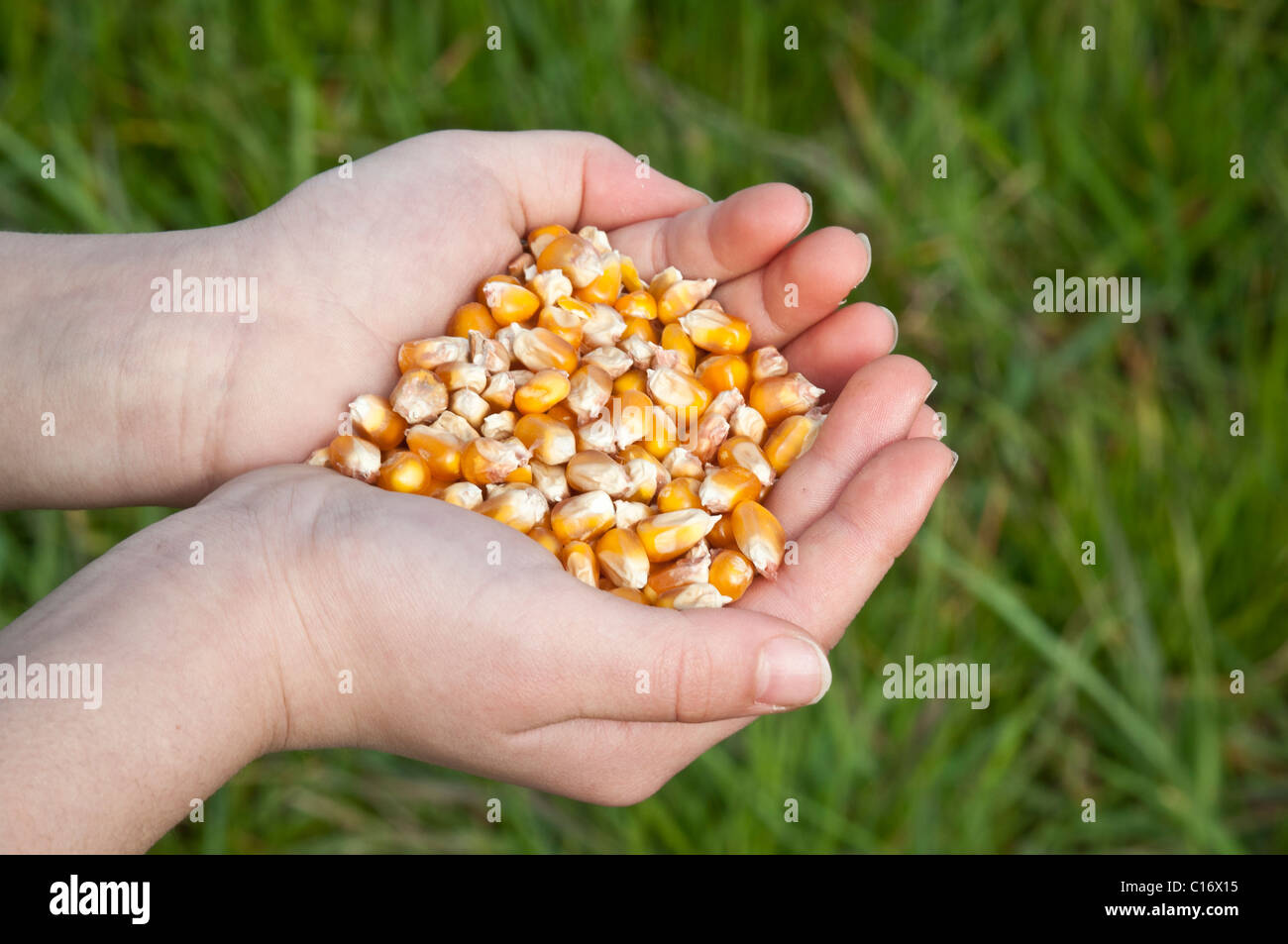 Child holding seed corn , Organic farming close-up Stock Photo - Alamy
