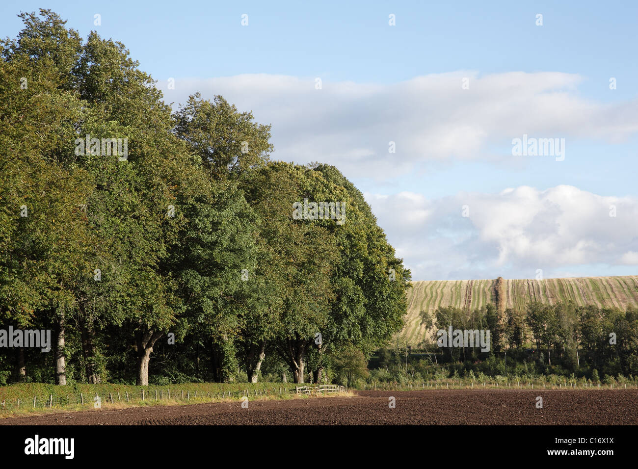 Trees and fields on the Black Isle, Scotland, September 2010 Stock ...
