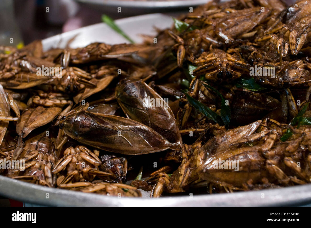 Deep fried giant water bug (Lethocerus indicus) for sale in Thailand ...