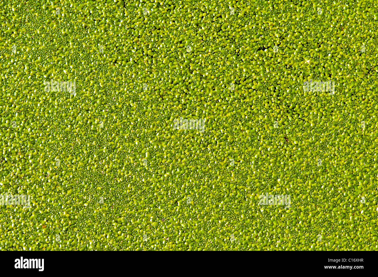 floating freshwater aquatic plant, Lemna minor (Lemna minor) (Common ...