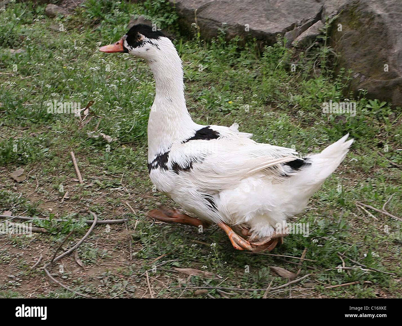 Four legged duck hi-res stock photography and images - Alamy