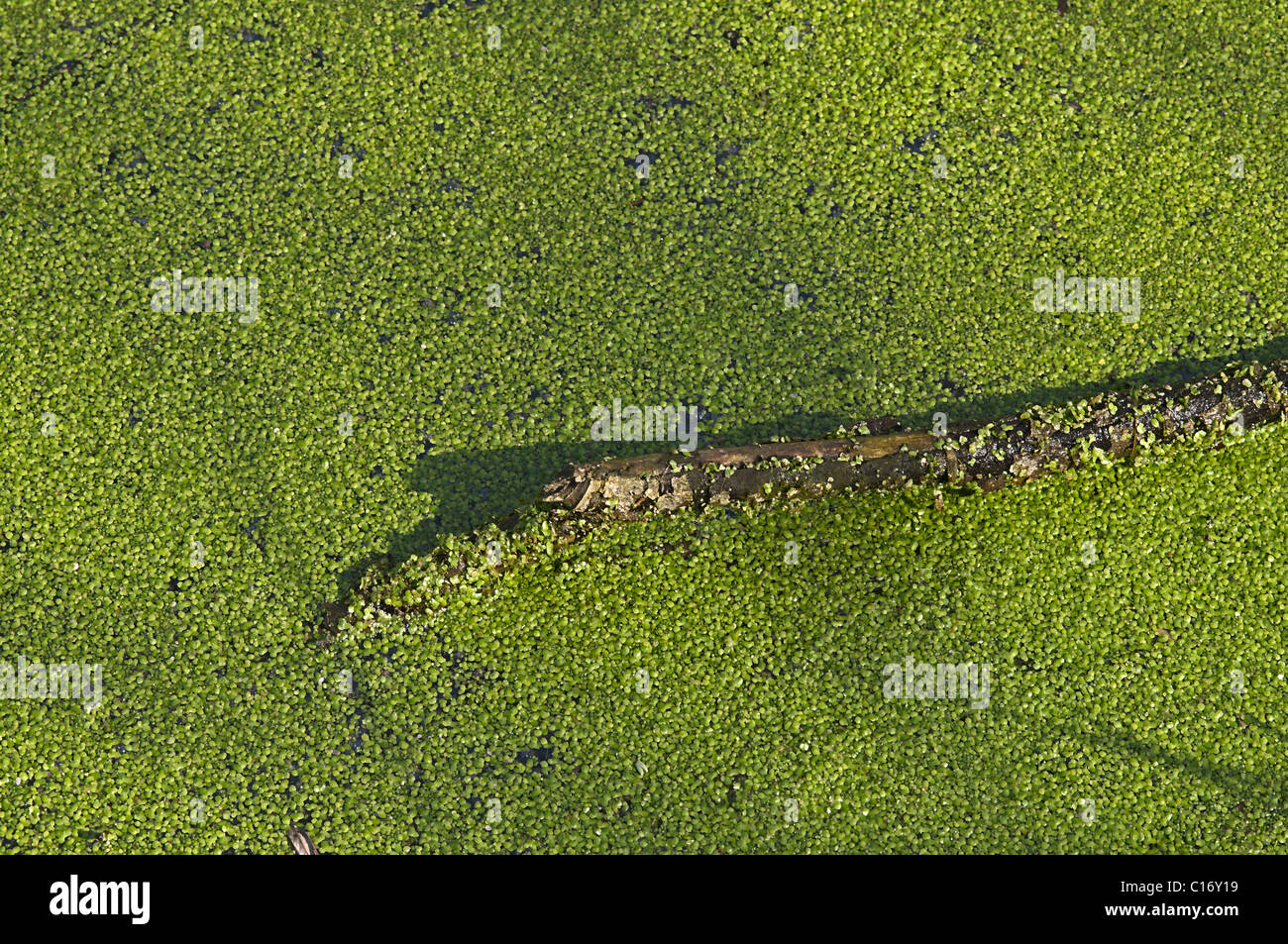 floating freshwater aquatic plant, Lemna minor (Lemna minor) (Common ...