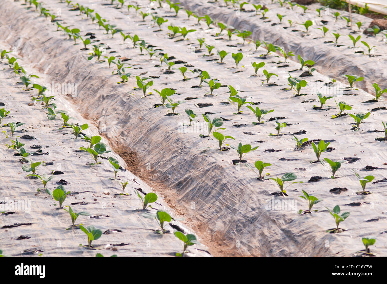 Hydroponic crops hi-res stock photography and images - Alamy
