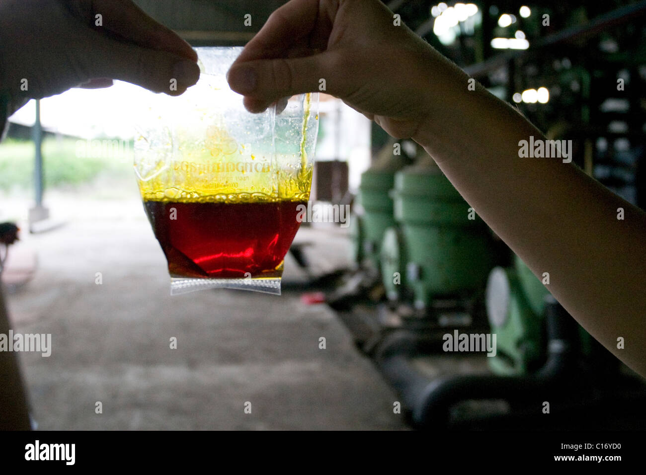 A sample of crude palm oil in an oil palm factory in Krabi Stock Photo ...