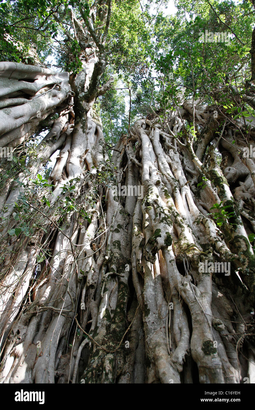 The roots and branches of a huge fig tree in Kenya Stock Photo - Alamy