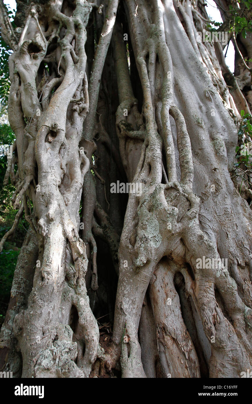 The roots and branches of a huge fig tree in Kenya Stock Photo - Alamy
