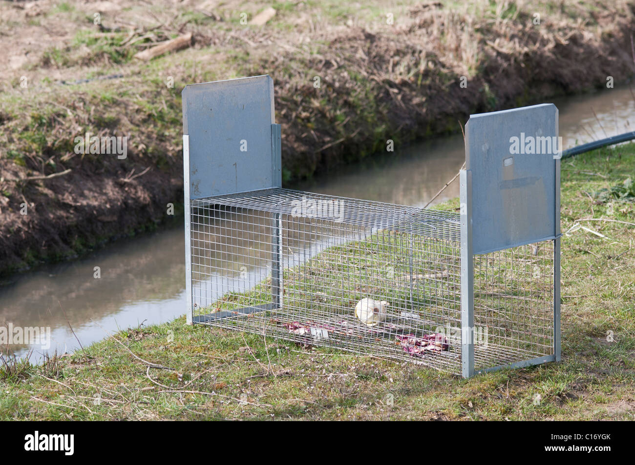 trap for coypu (Myocastor coypus) beside a water channel Stock Photo ...