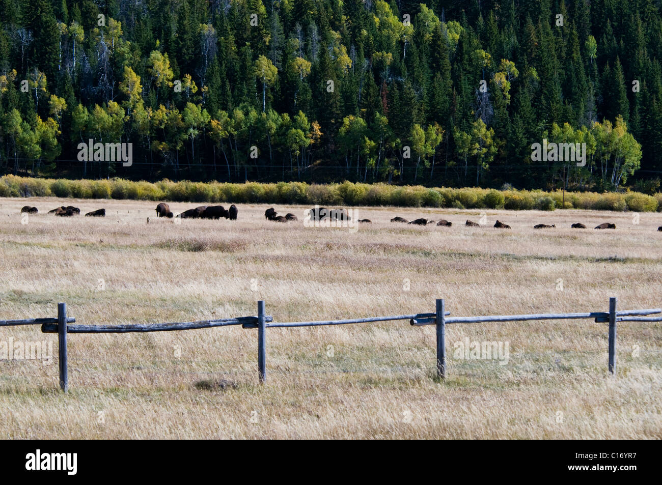 Hunted to extinction by indians hi-res stock photography and images - Alamy