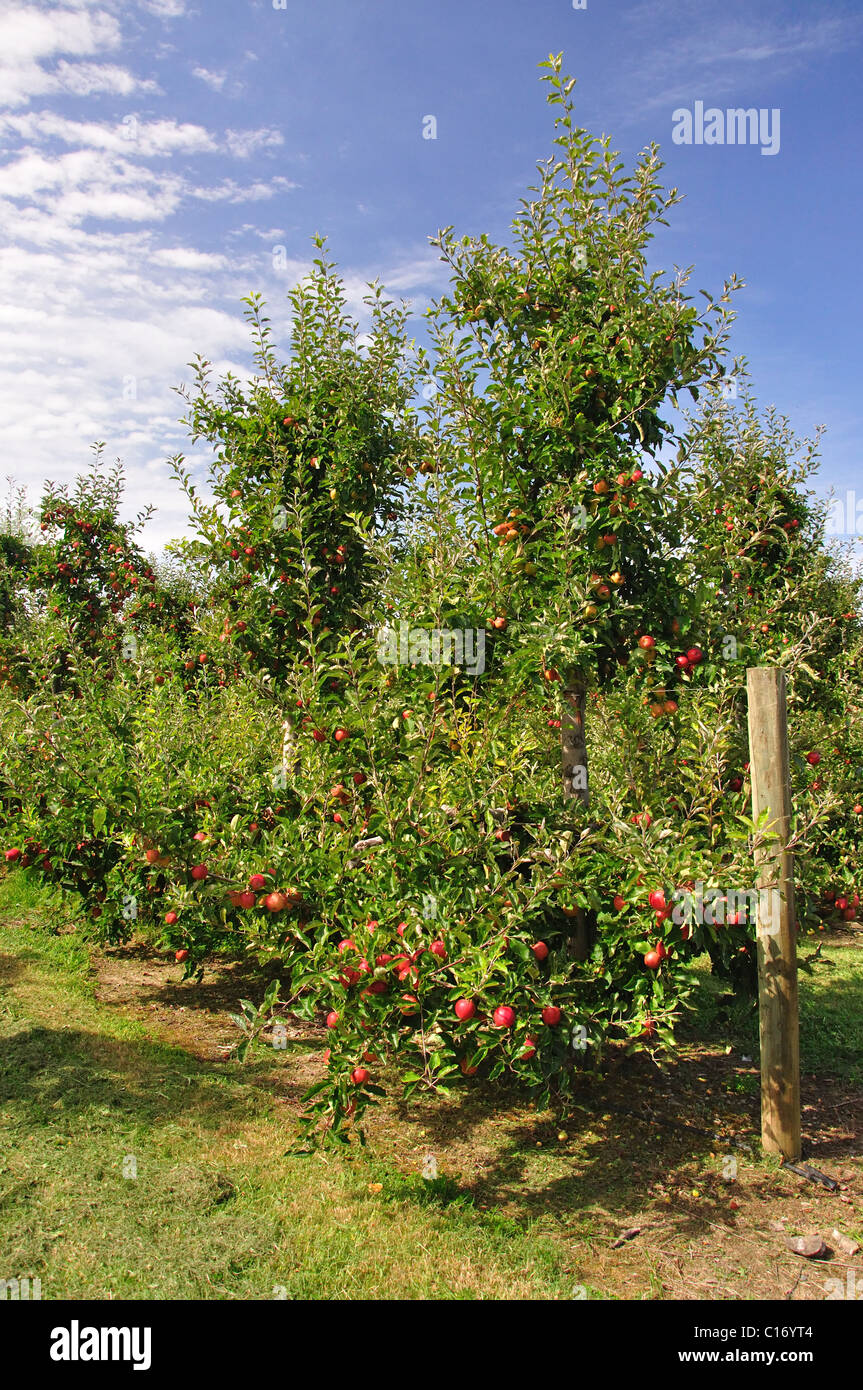 New zealand fruit trees hi-res stock photography and images - Alamy