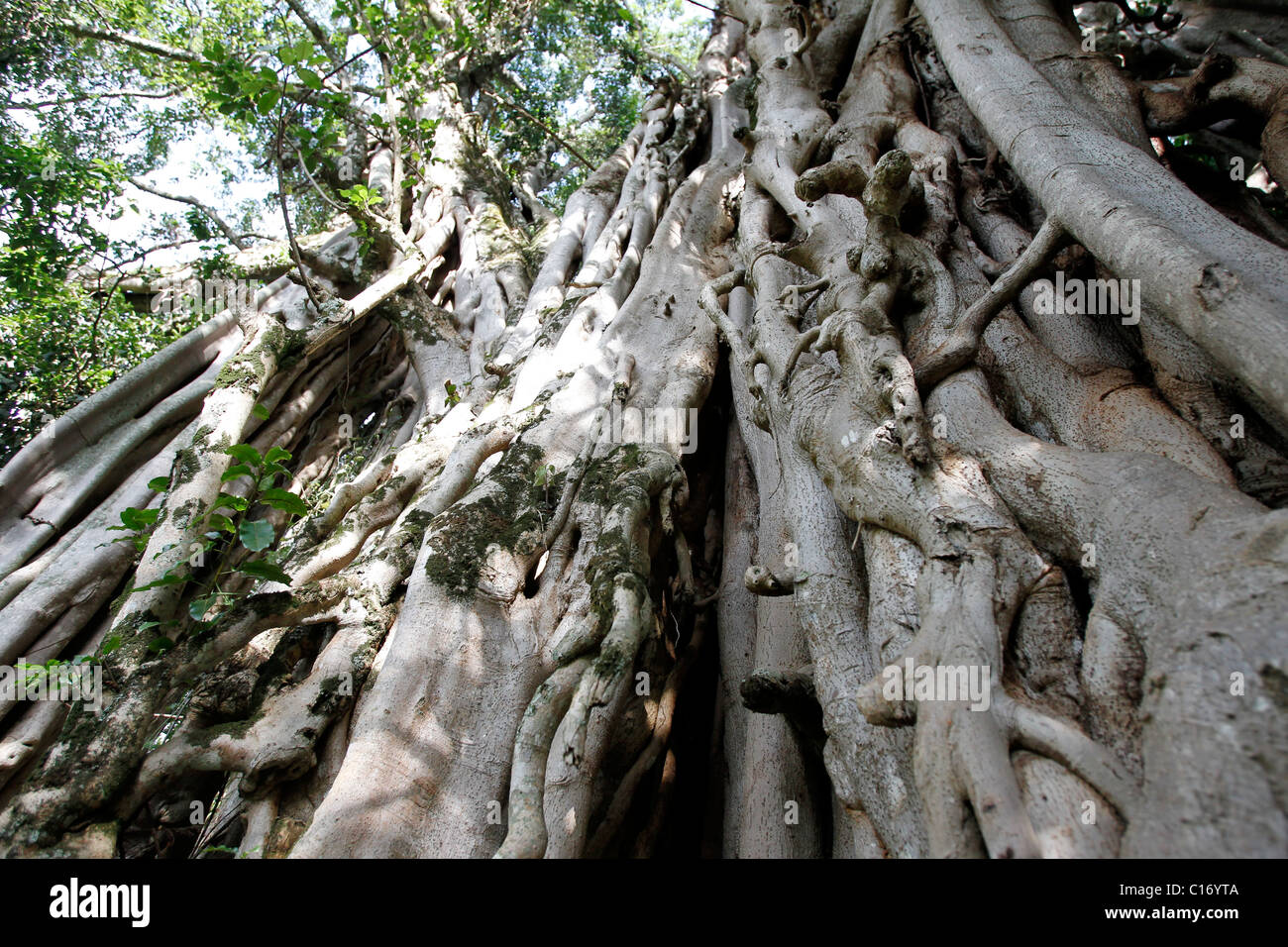 The roots and branches of a huge fig tree in Kenya Stock Photo - Alamy