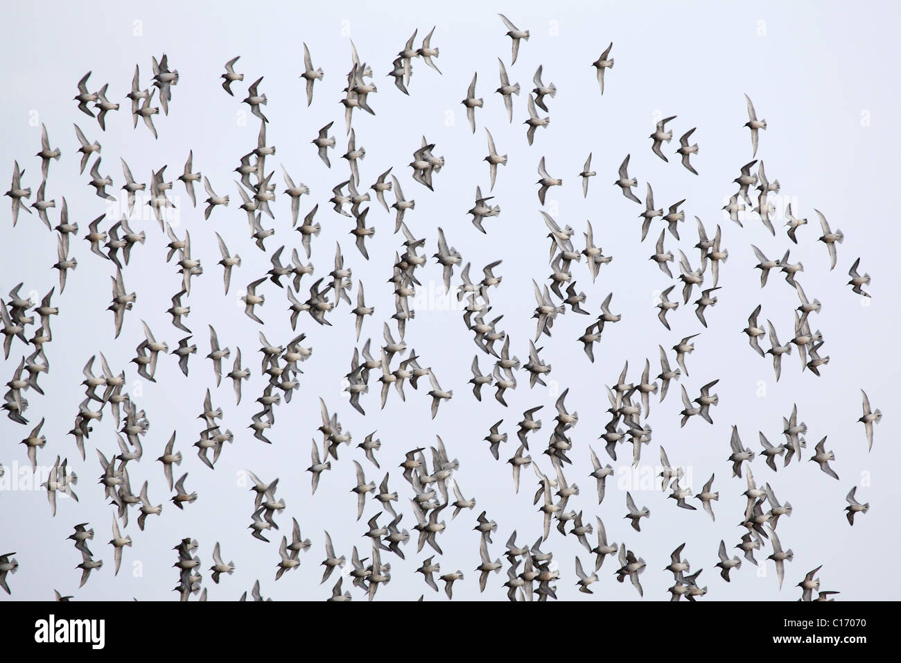 Knots, (Calidris canuta), in flight, Loch Fleet, Scotland Sept 2010 ...