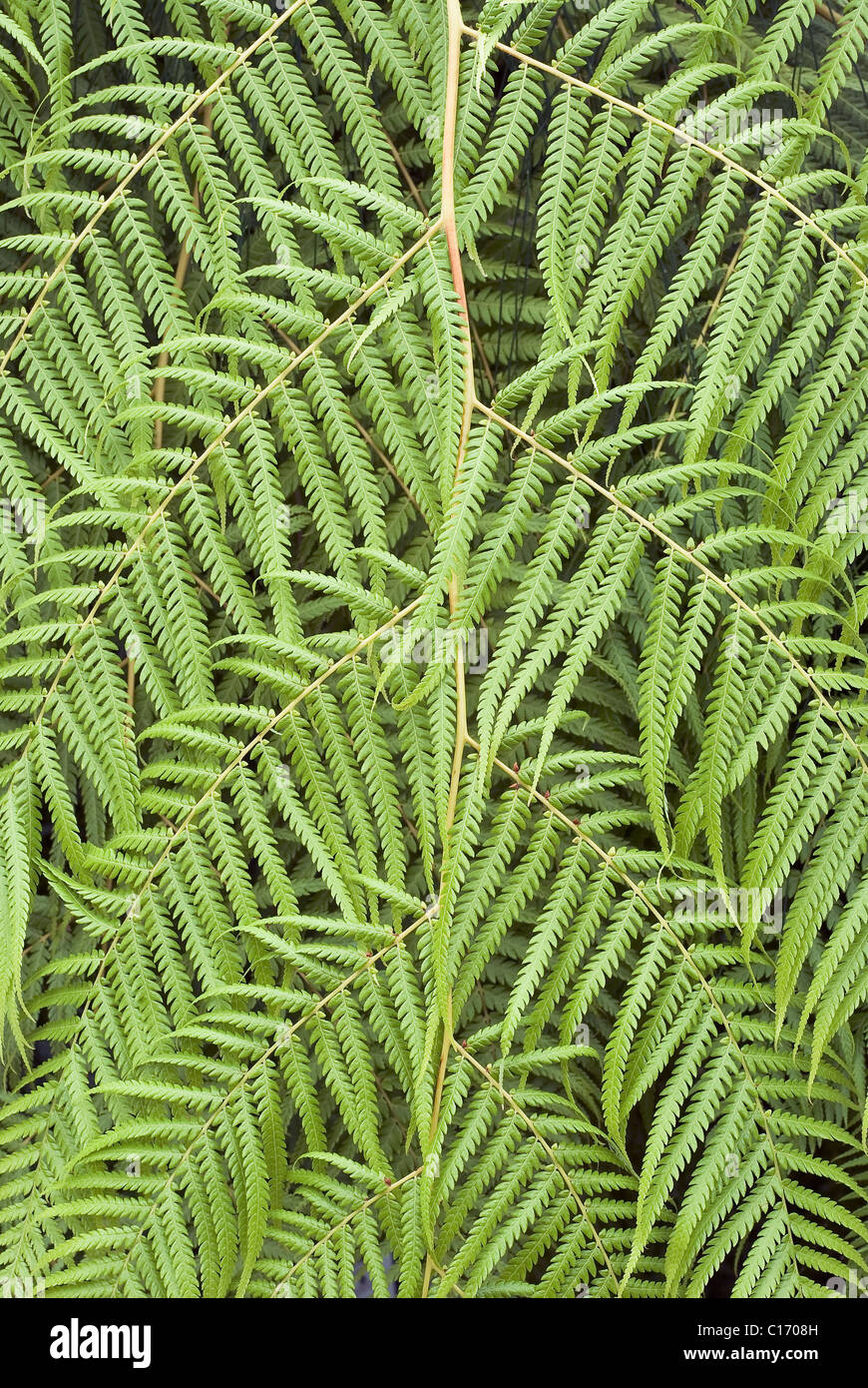Closeup Fern Study of Tree Fern Cibotium cumingii Stock Photo - Alamy