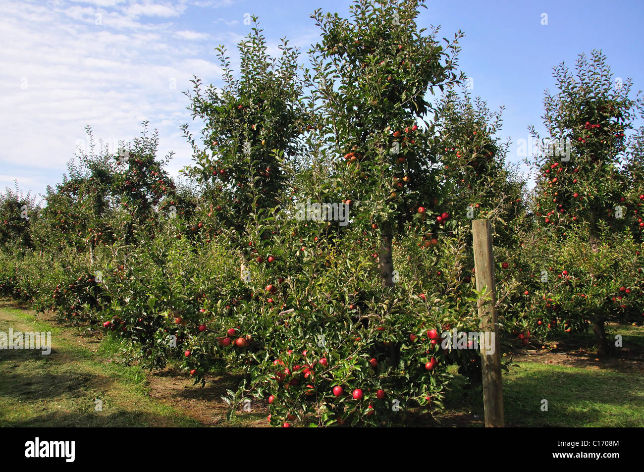 New Zealand Fruit Trees Stock Photos & New Zealand Fruit Trees Stock ...