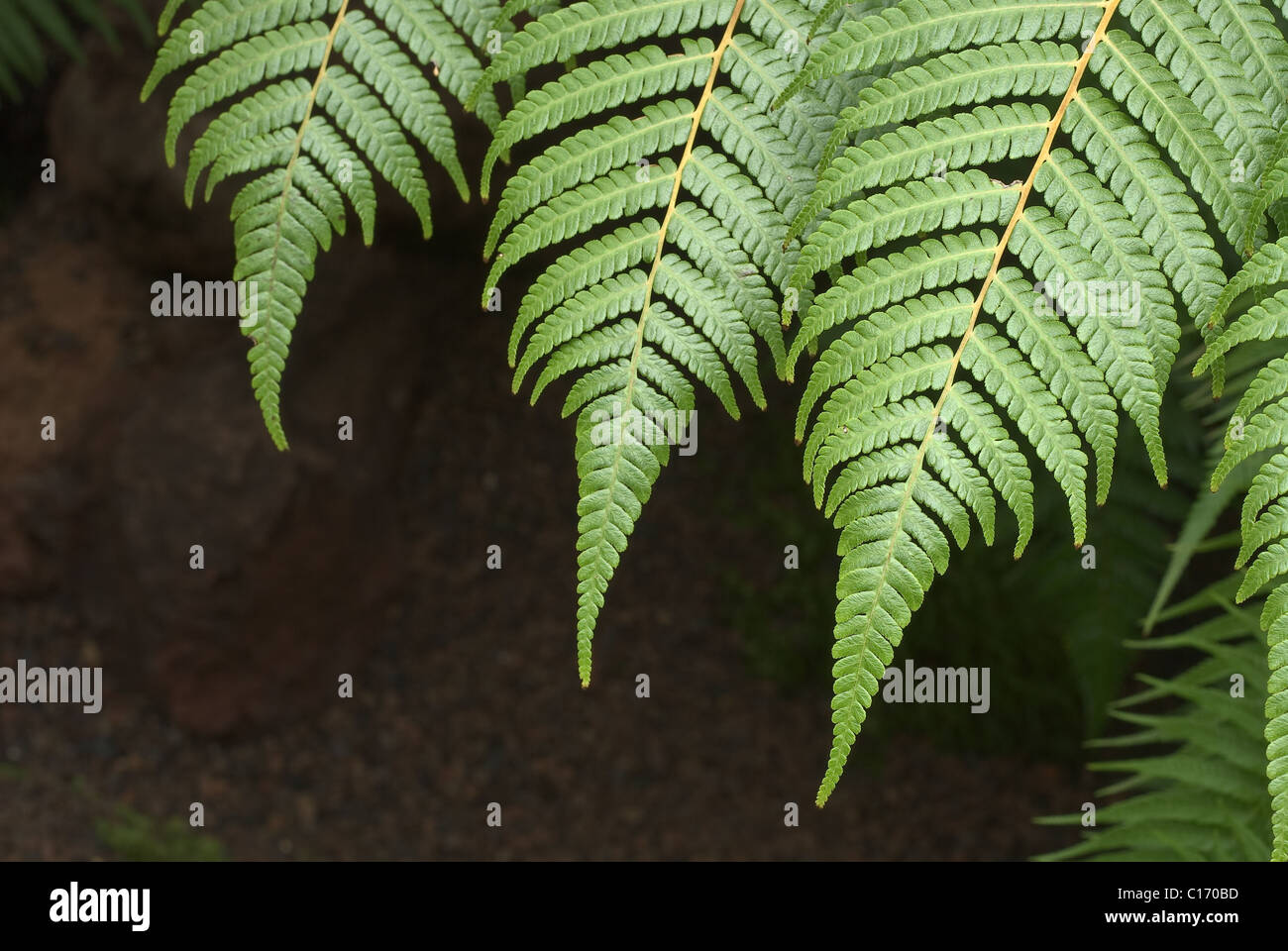 Fern Study with Three Stems over Dark Background Stock Photo - Alamy