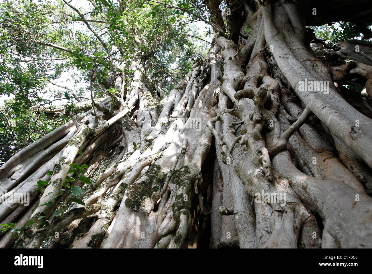 The roots and branches of a huge fig tree in Kenya Stock Photo - Alamy