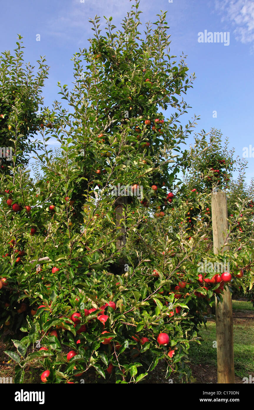 New zealand fruit trees hi-res stock photography and images - Alamy