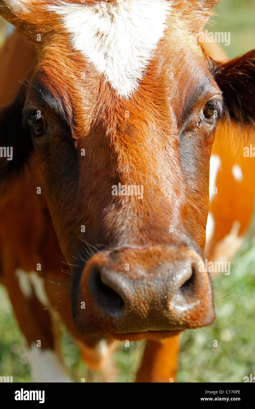 Close up picture of a cow hi-res stock photography and images - Alamy