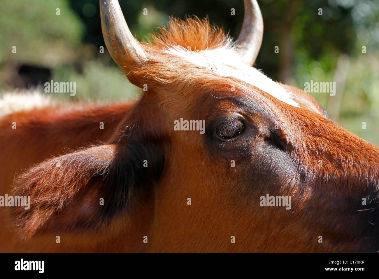 Cow head picture hi-res stock photography and images - Alamy