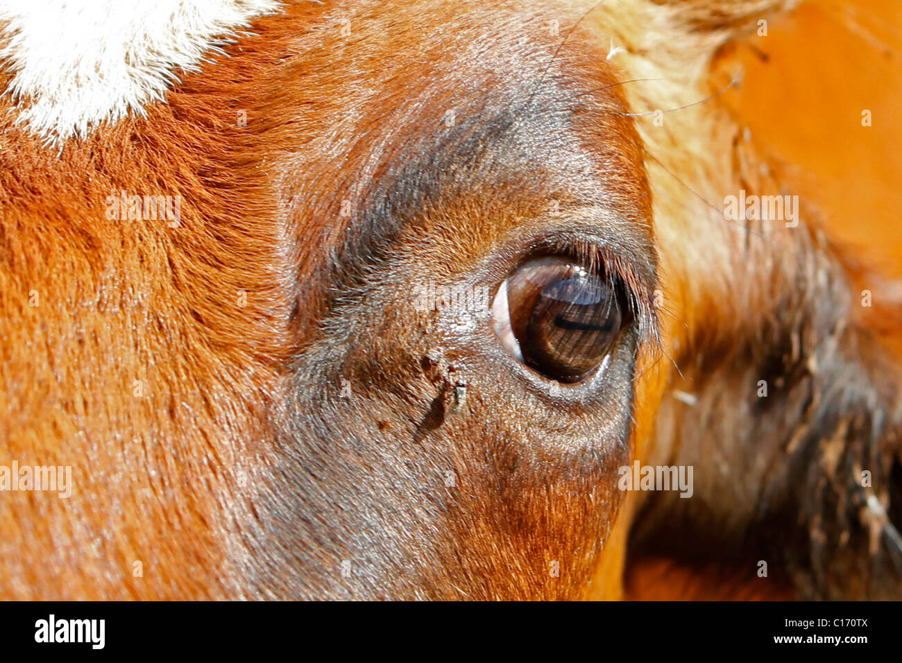 A close up portrait picture of a brown cow's eye Stock Photo - Alamy