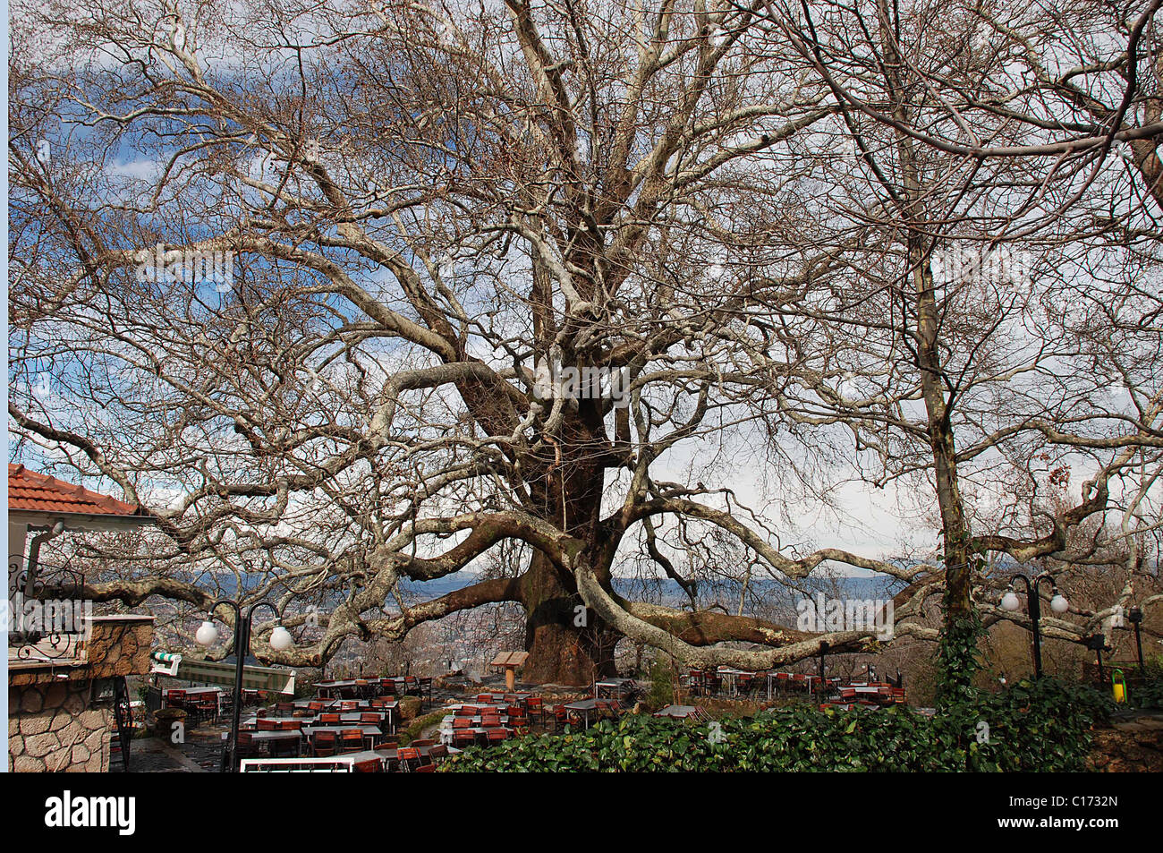 Turkey's ancient tree Turkey's oldest tree, at 600 years old, is ...