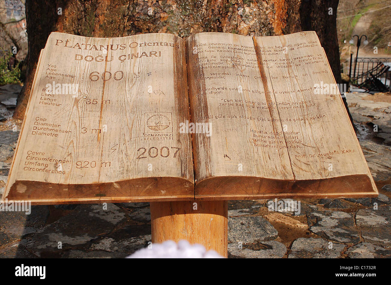 Turkey's ancient tree Turkey's oldest tree, at 600 years old, is ...