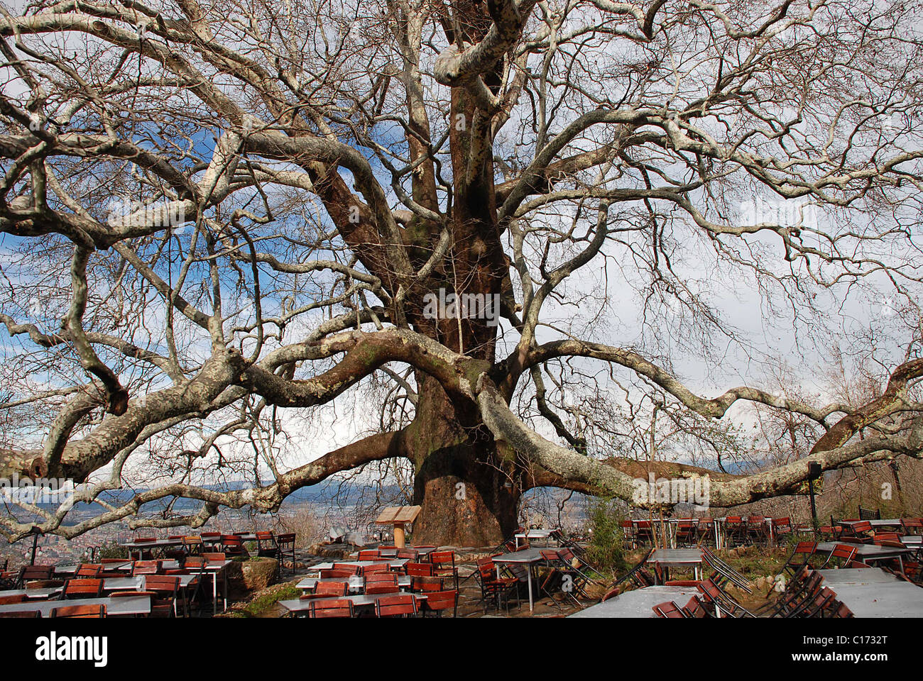 Turkey's ancient tree Turkey's oldest tree, at 600 years old, is ...