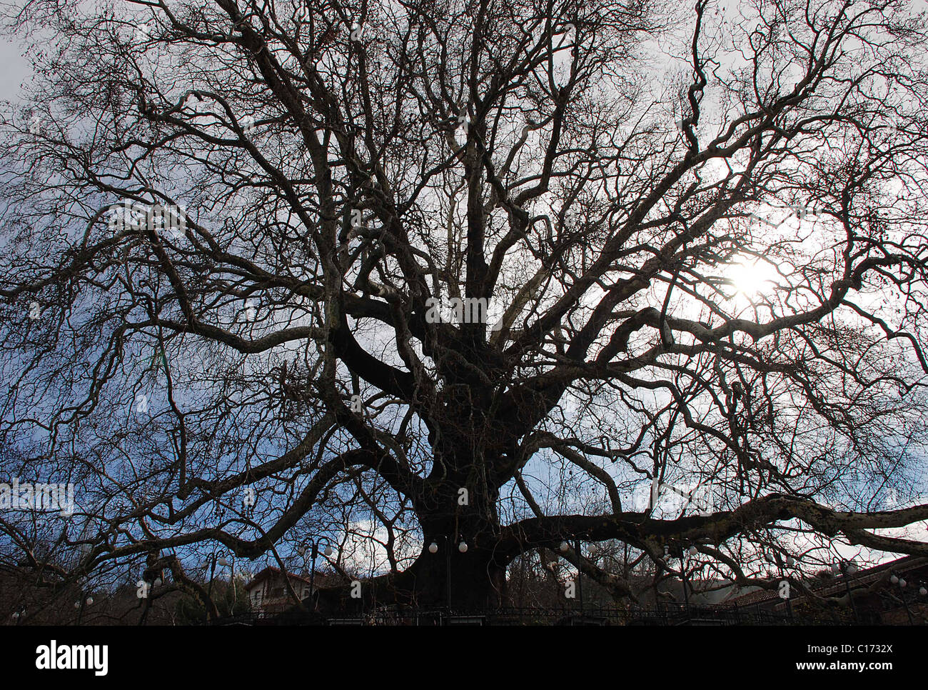 Turkey's ancient tree Turkey's oldest tree, at 600 years old, is ...