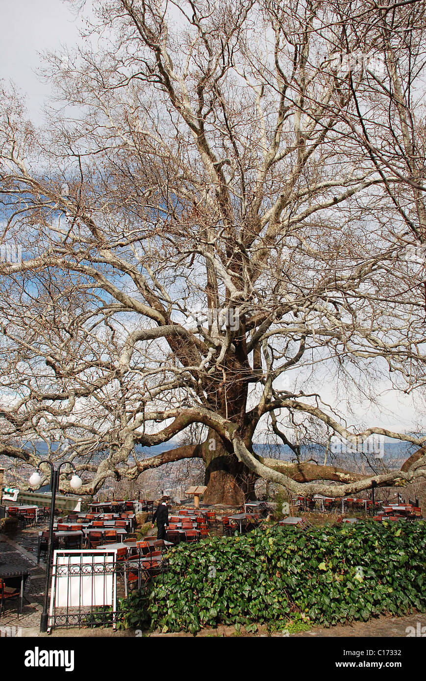 Turkey's ancient tree Turkey's oldest tree, at 600 years old, is ...
