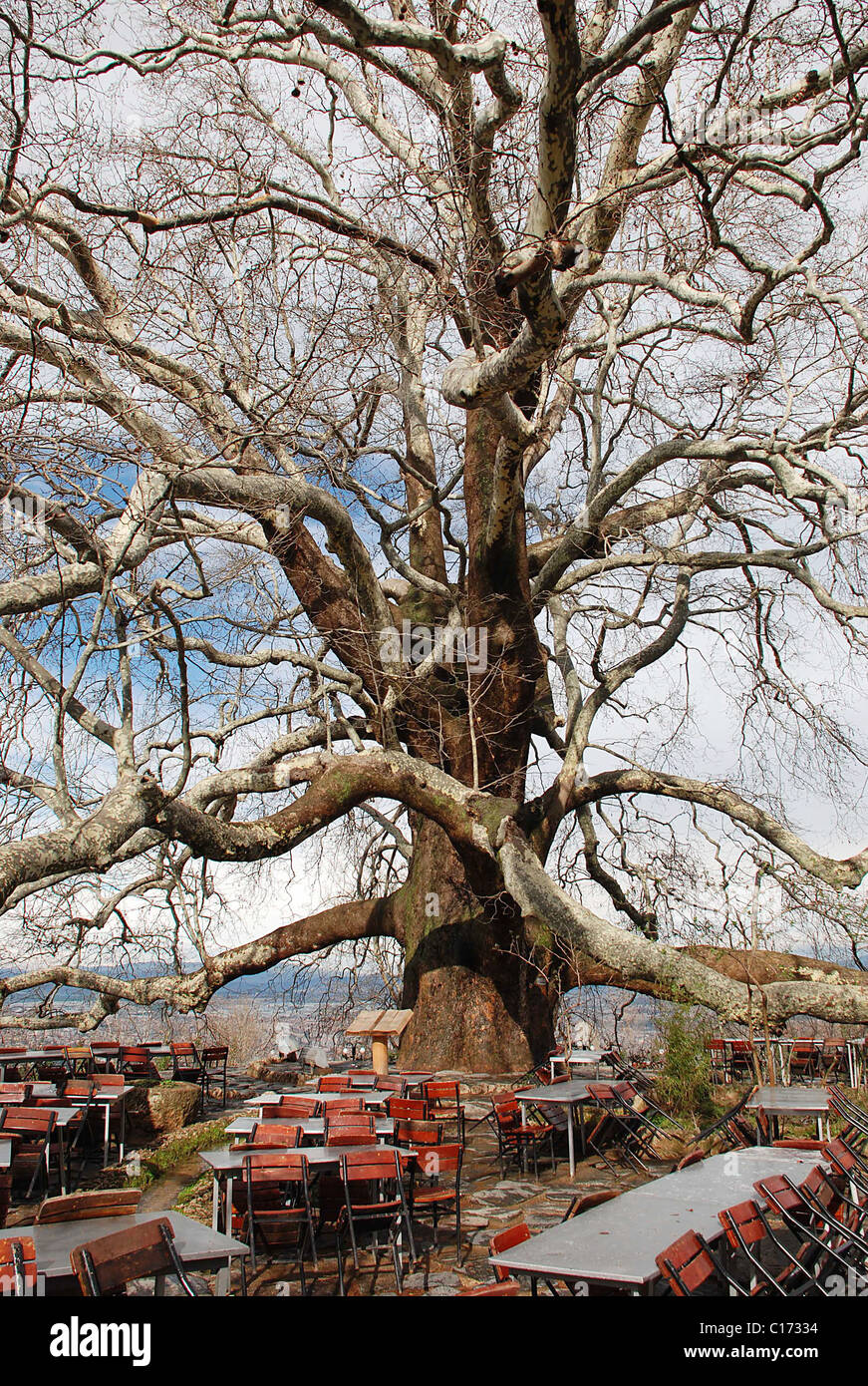 Turkey's ancient tree Turkey's oldest tree, at 600 years old, is ...