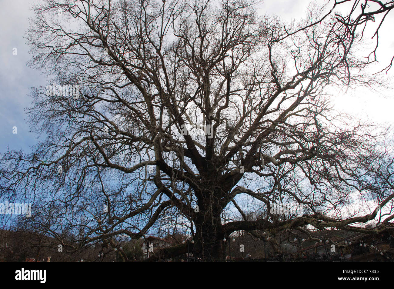 Turkey's ancient tree Turkey's oldest tree, at 600 years old, is ...