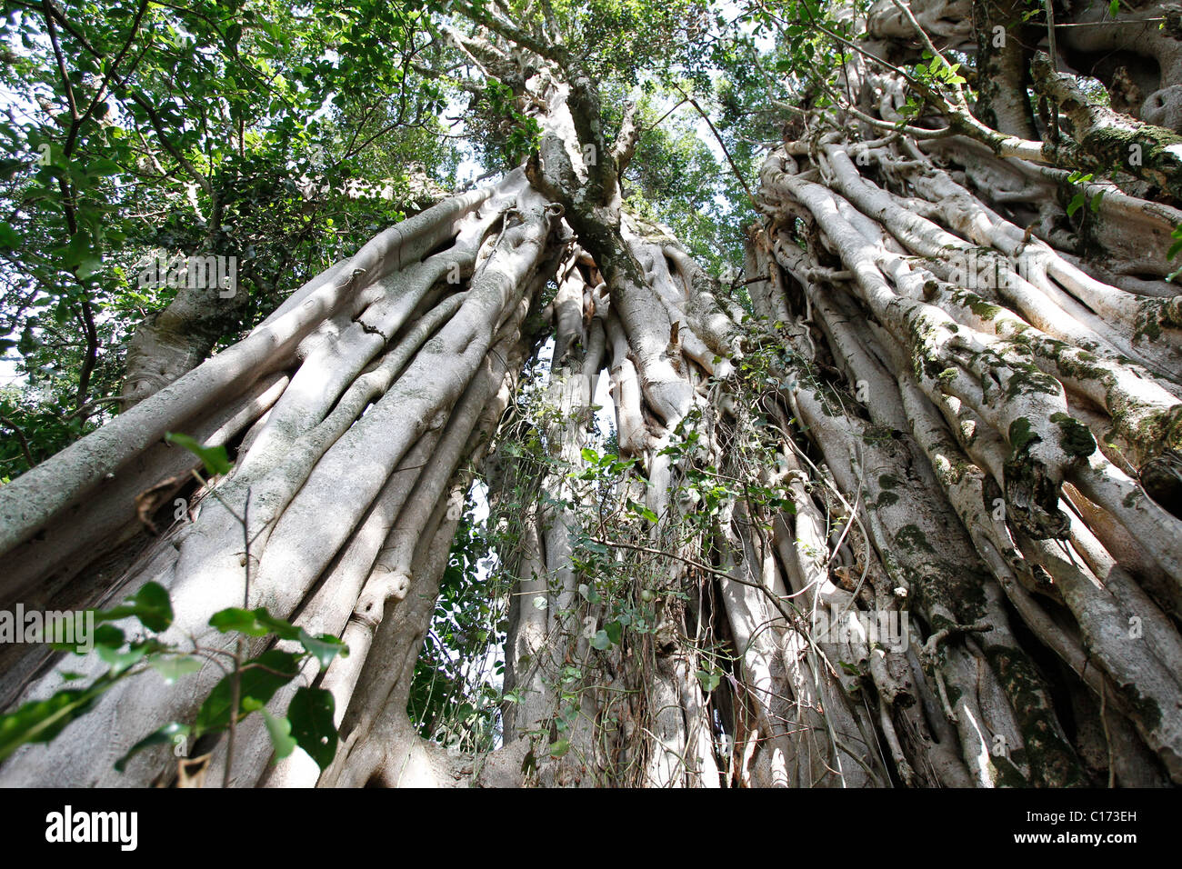 African fig tree hi-res stock photography and images - Alamy