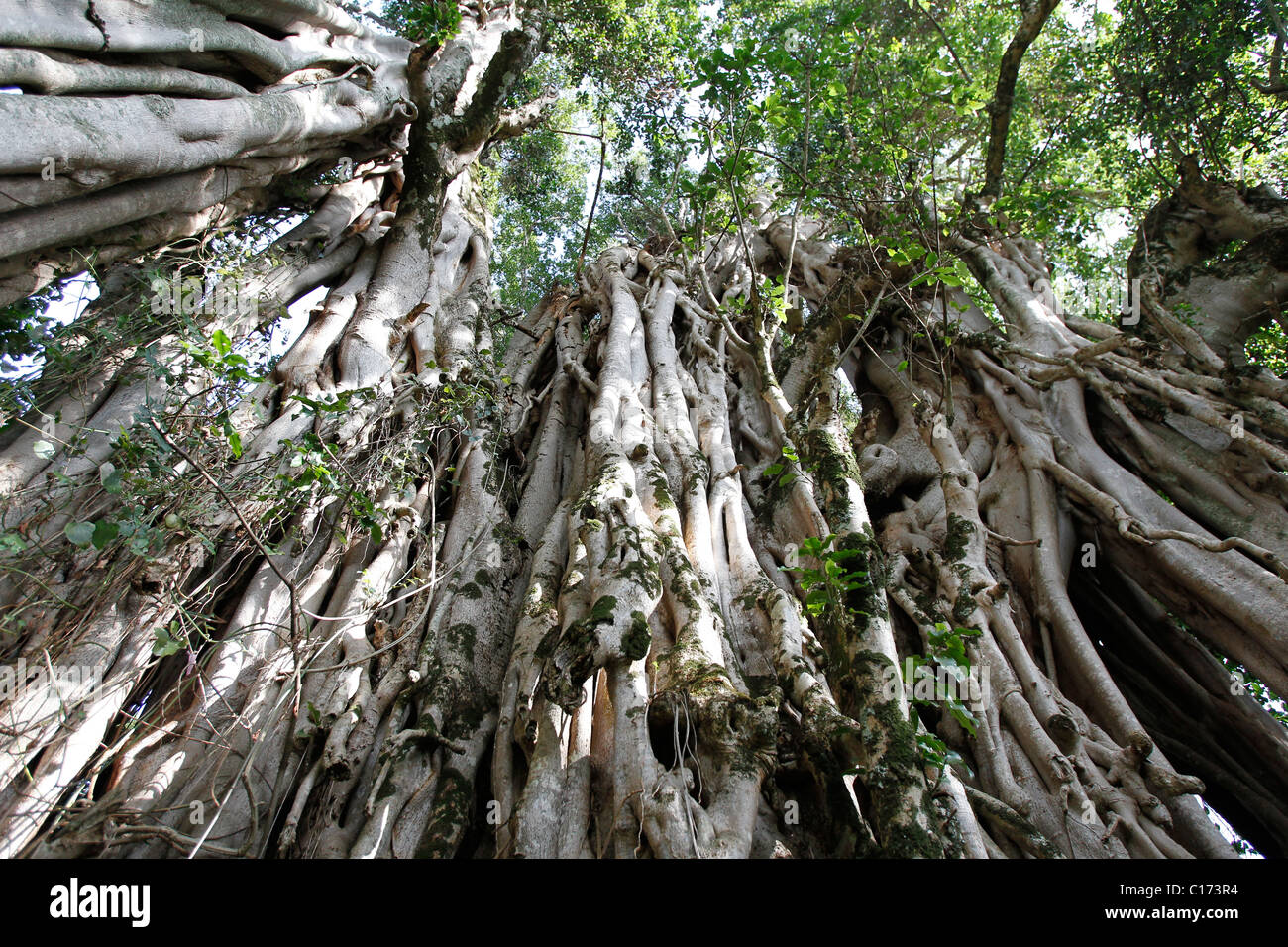 The roots and branches of a huge fig tree in Kenya Stock Photo - Alamy