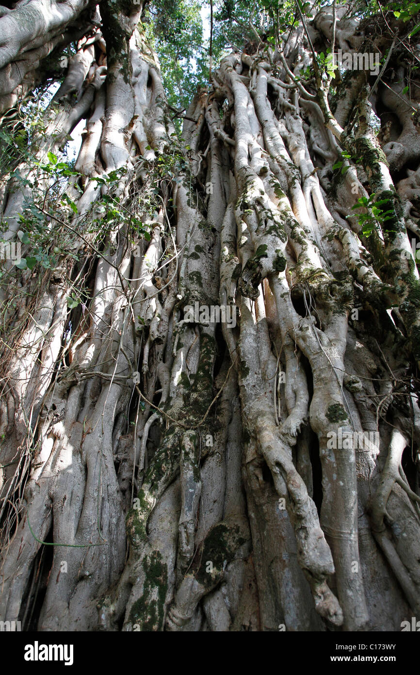 The roots and branches of a huge fig tree in Kenya Stock Photo - Alamy