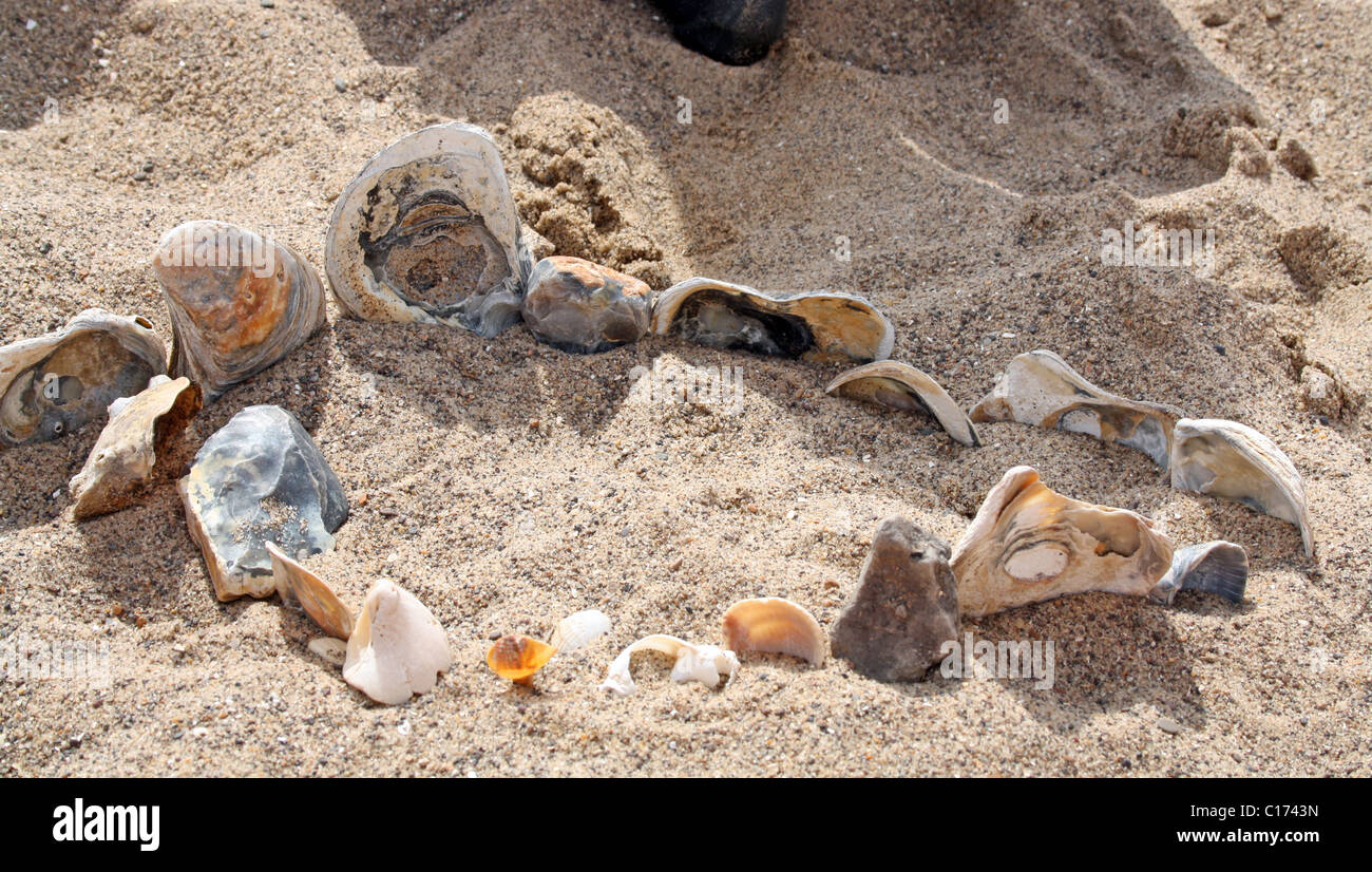 collection of shells on the beach Stock Photo - Alamy