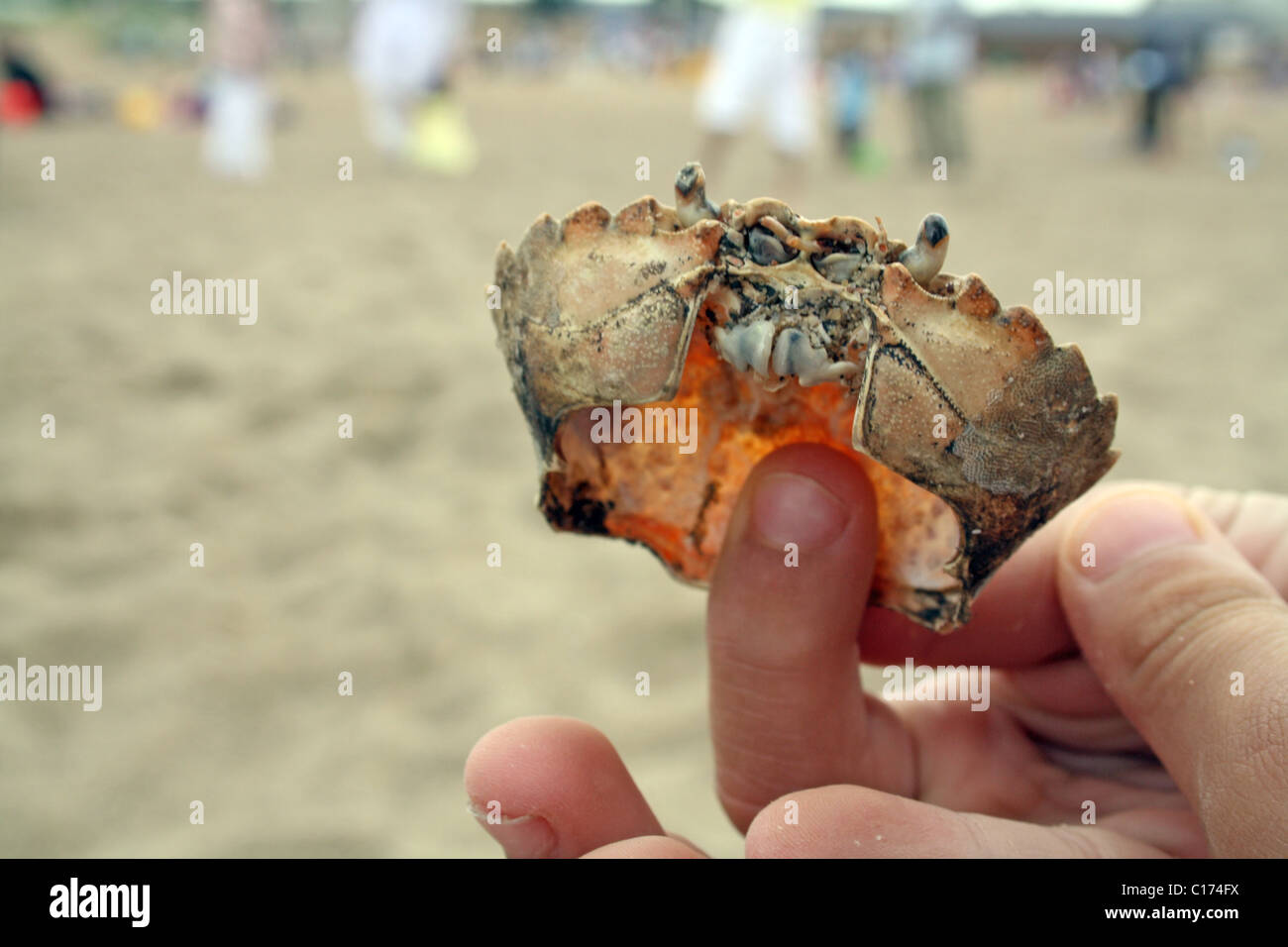 found a crab shell Stock Photo - Alamy