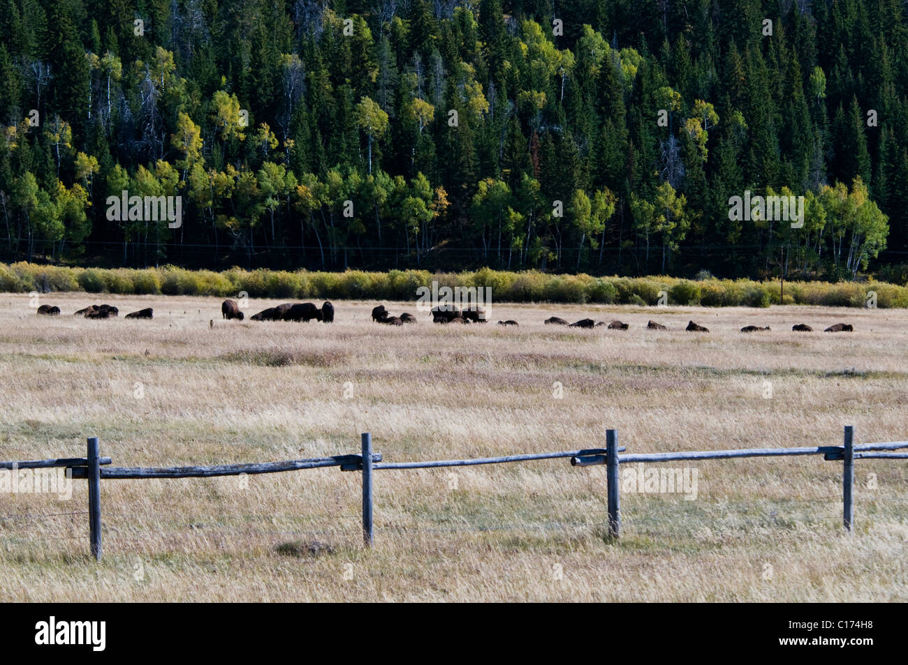 Buffalo ,Bison Herds,on Western Loop,Grazing on Yellowstone River ...