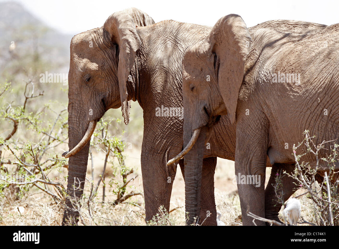 Two african elephants head to head hi-res stock photography and images ...
