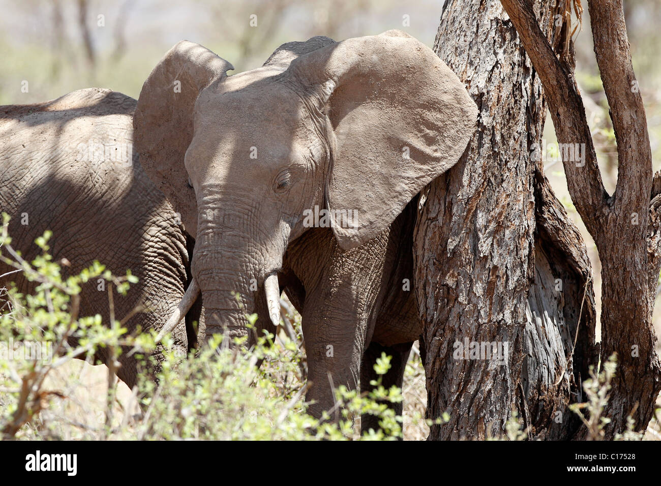 An African Elephant in The Samburu National Reserve, Kenya Stock Photo ...