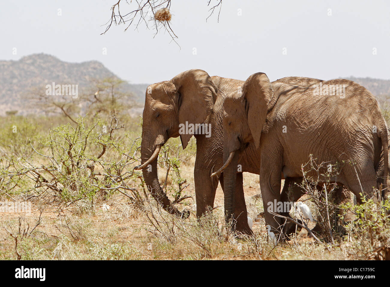 Two female Elephants in the Samburu National Reserve, Kenya Stock Photo ...