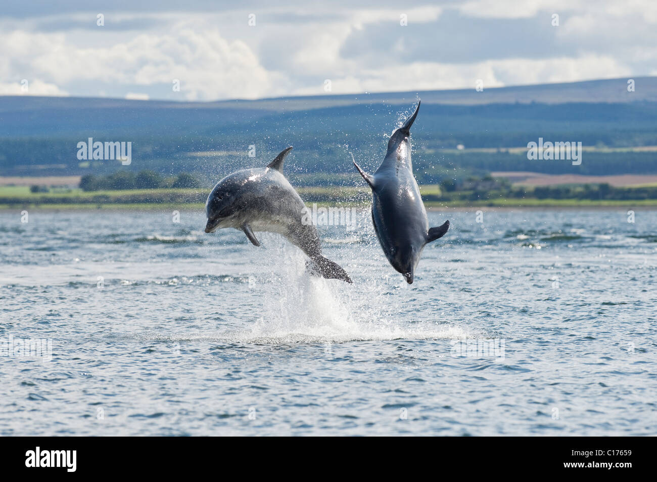 Bottlenose dolphin (Tursiops truncatus) , Moray firth, Scotland, UK ...