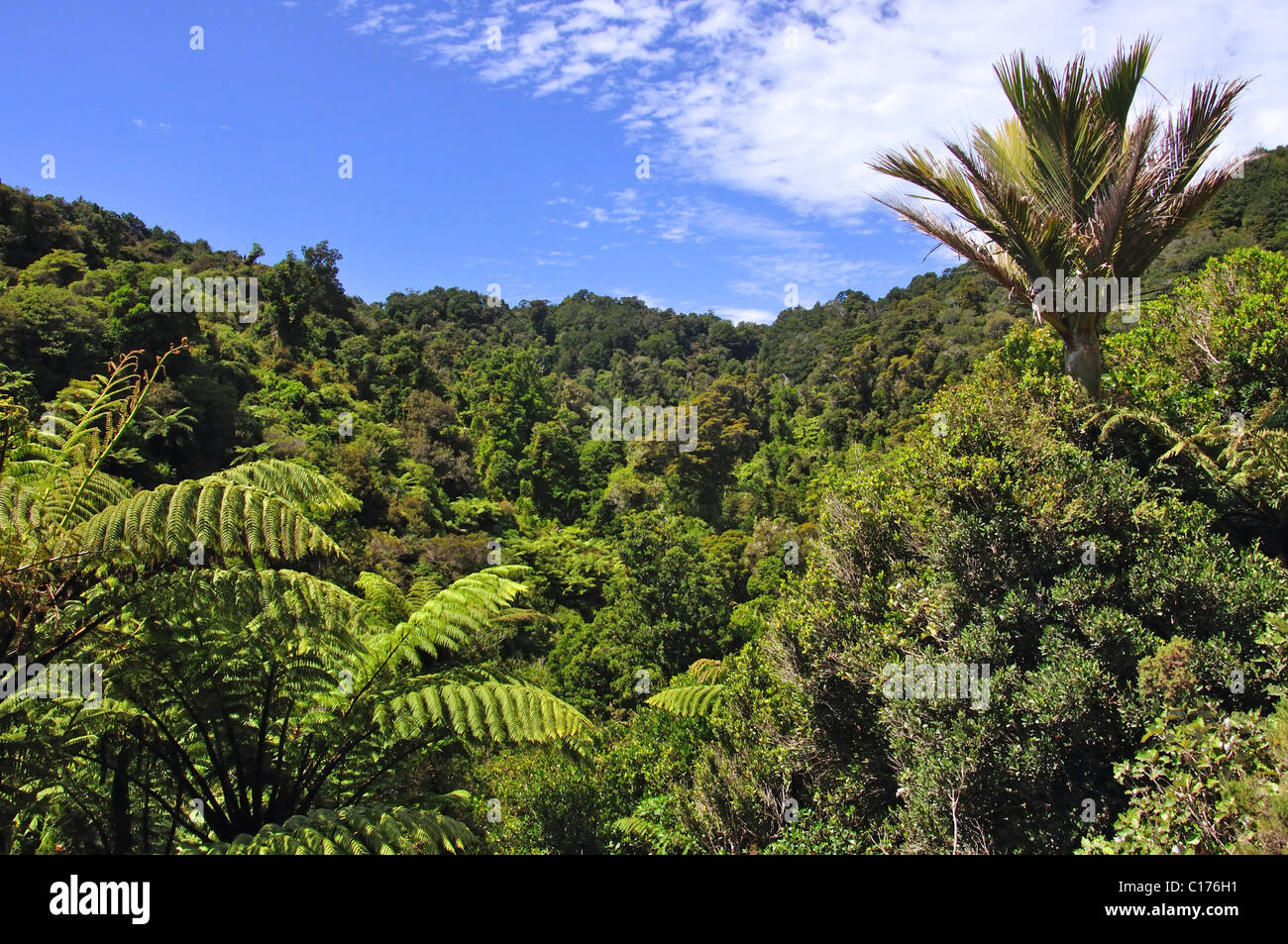 Native bush at Abel Tasman National Park, Nelson Region, South Island ...