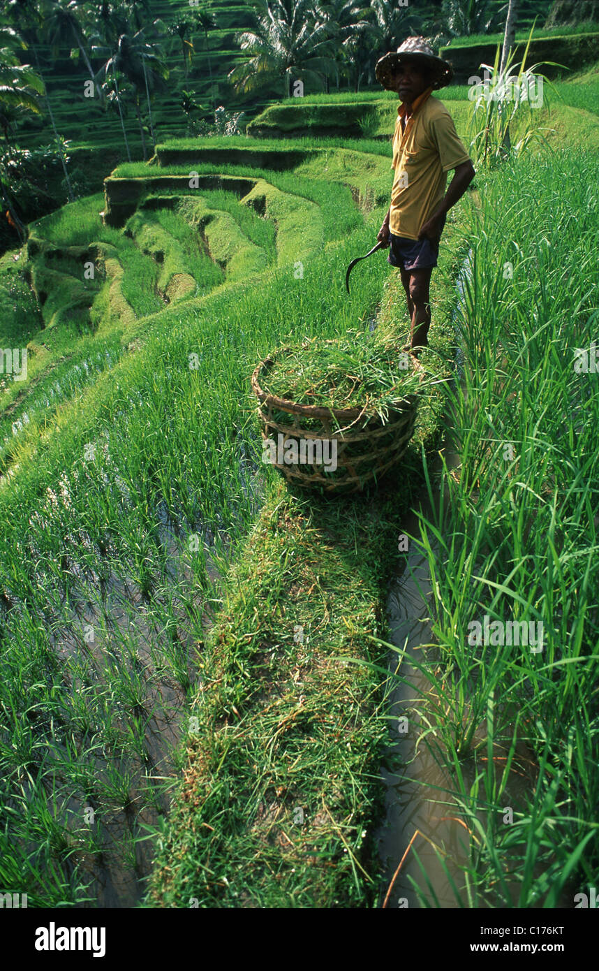 Paddy cultivator hi-res stock photography and images - Alamy