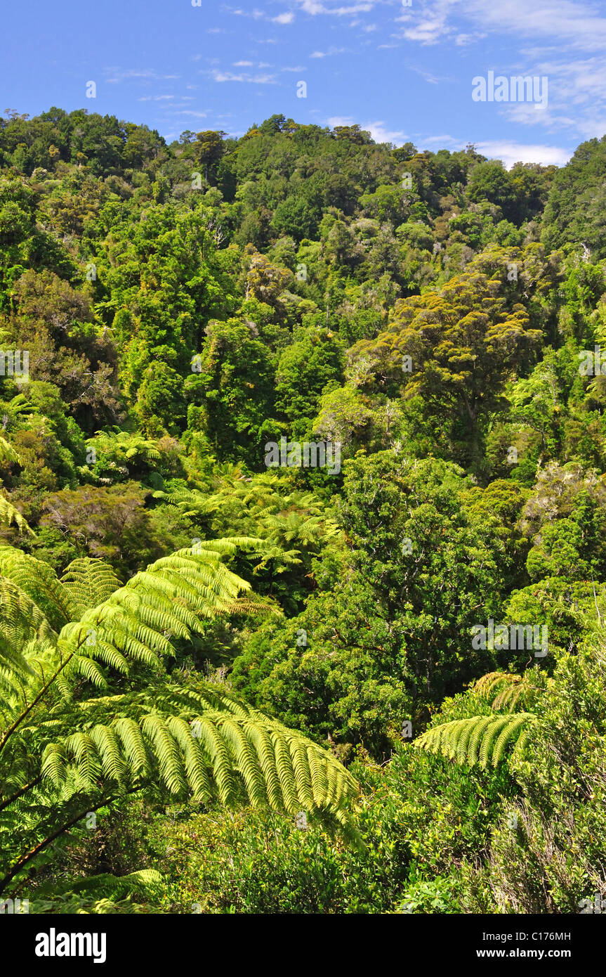 Native bush at Abel Tasman National Park, Nelson Region, South Island ...