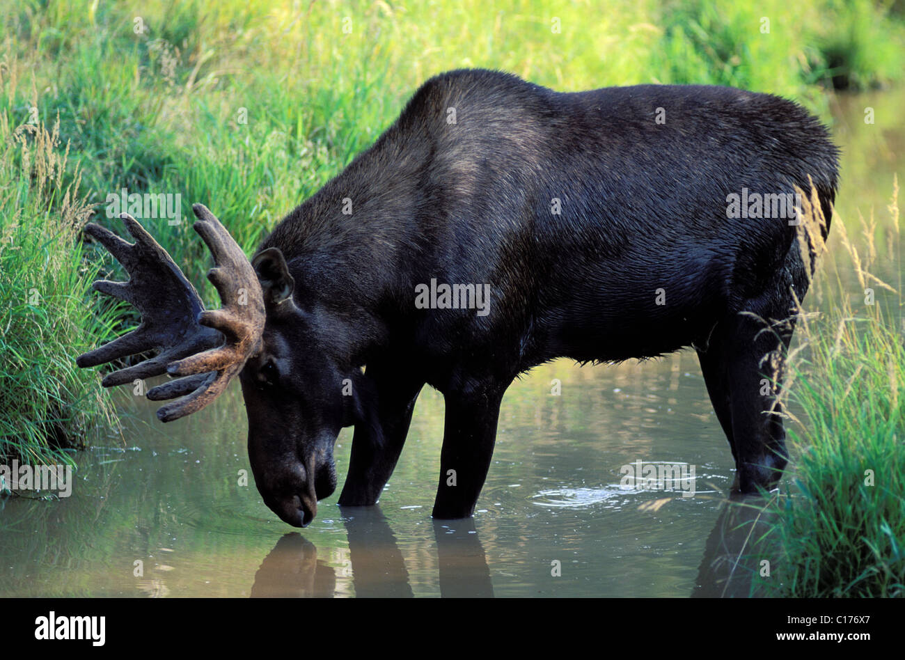 Canada, Quebec, the Verendrye Wildlife Reserve, male moose Stock Photo ...