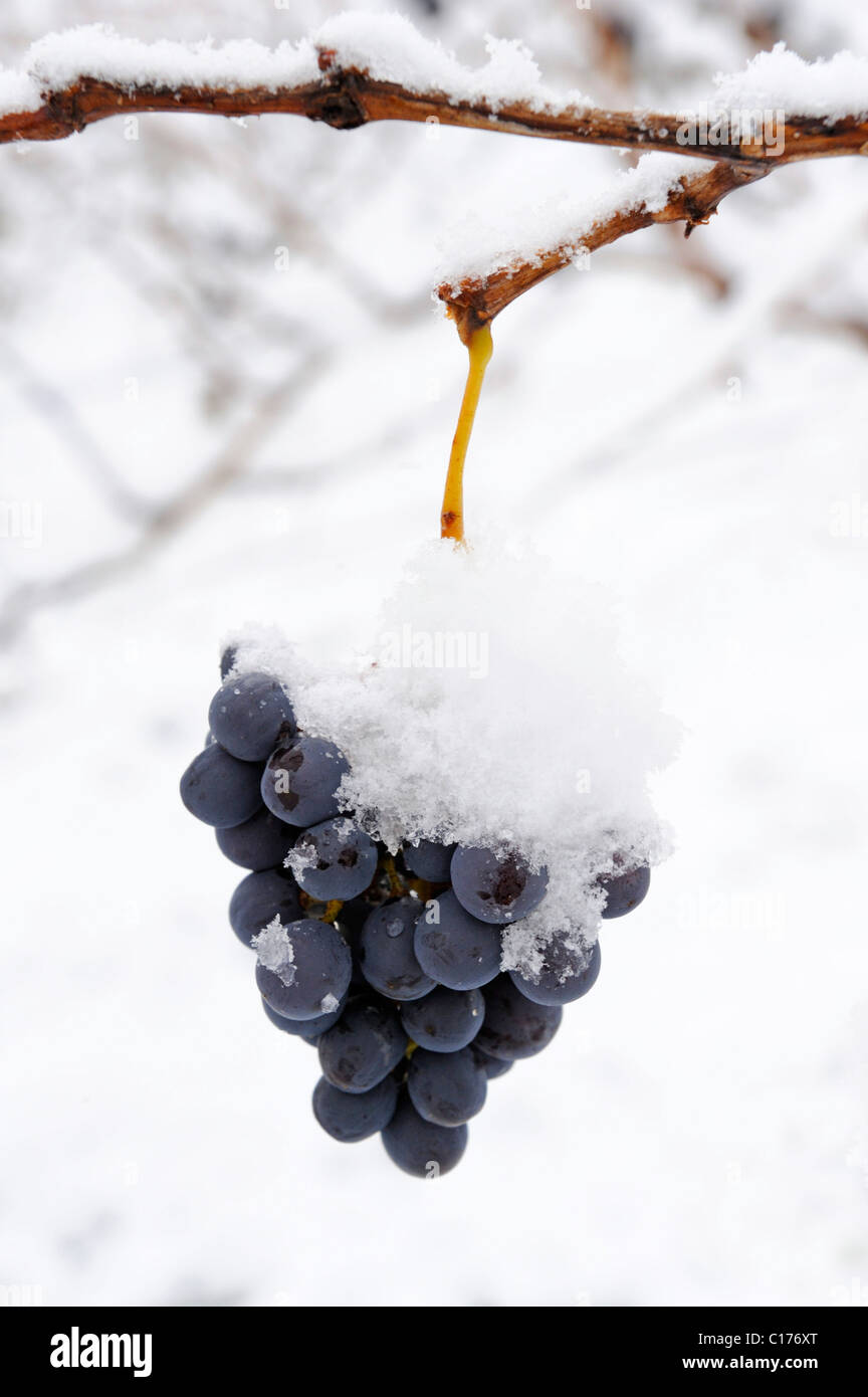 Trolling grapes covered in snow Stock Photo - Alamy