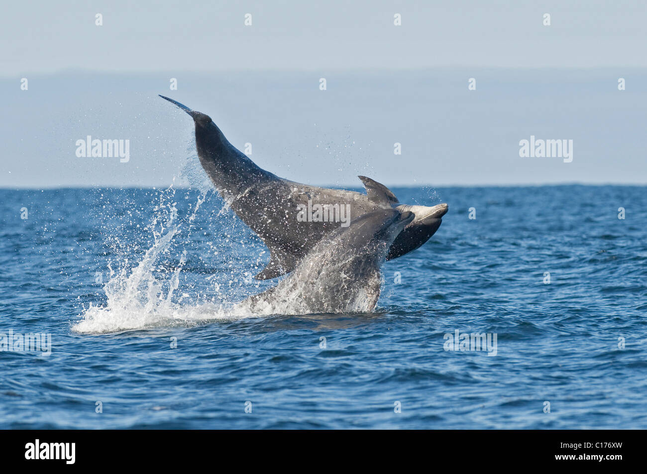 Dolphin breeding hi-res stock photography and images - Alamy