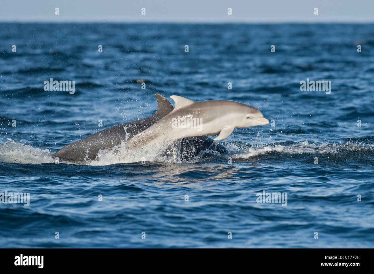Newborn Baby Dolphin