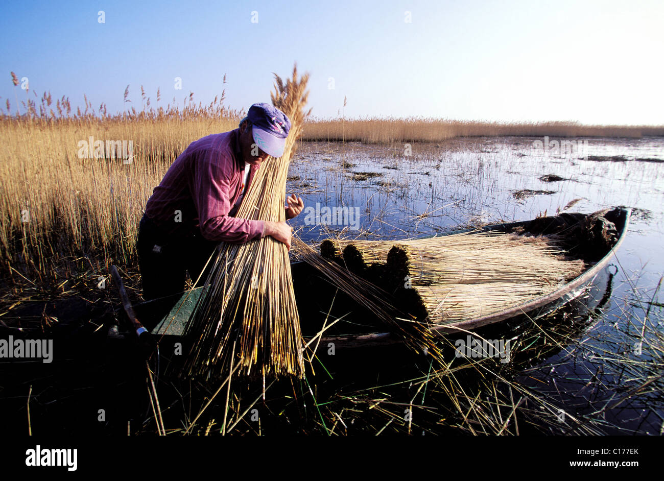 France, Gard, Camargue reed picking in marsh in the winter Stock Photo ...