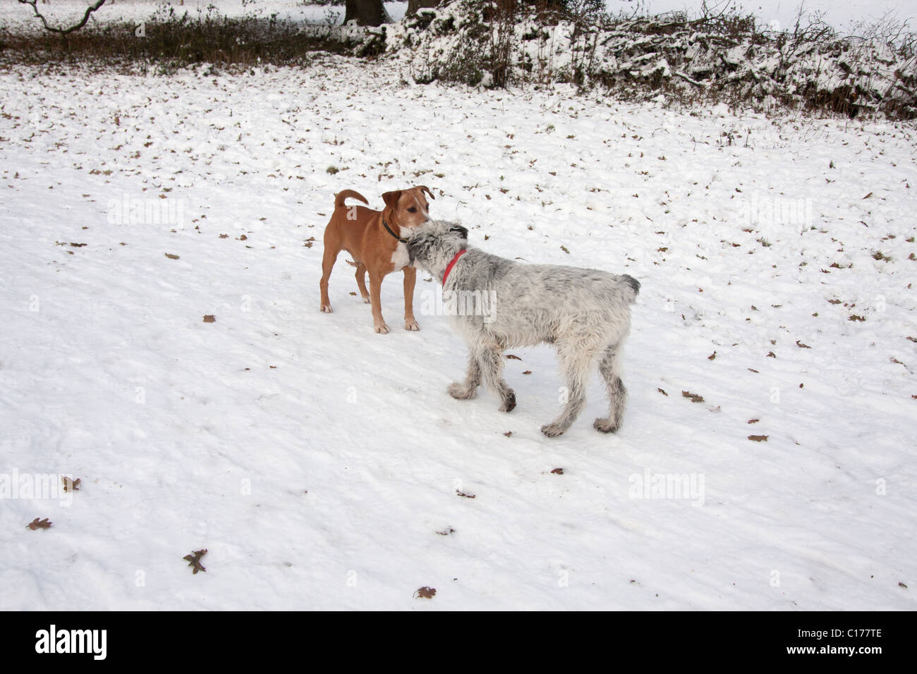 two dogs in snow greeting each other Stock Photo - Alamy